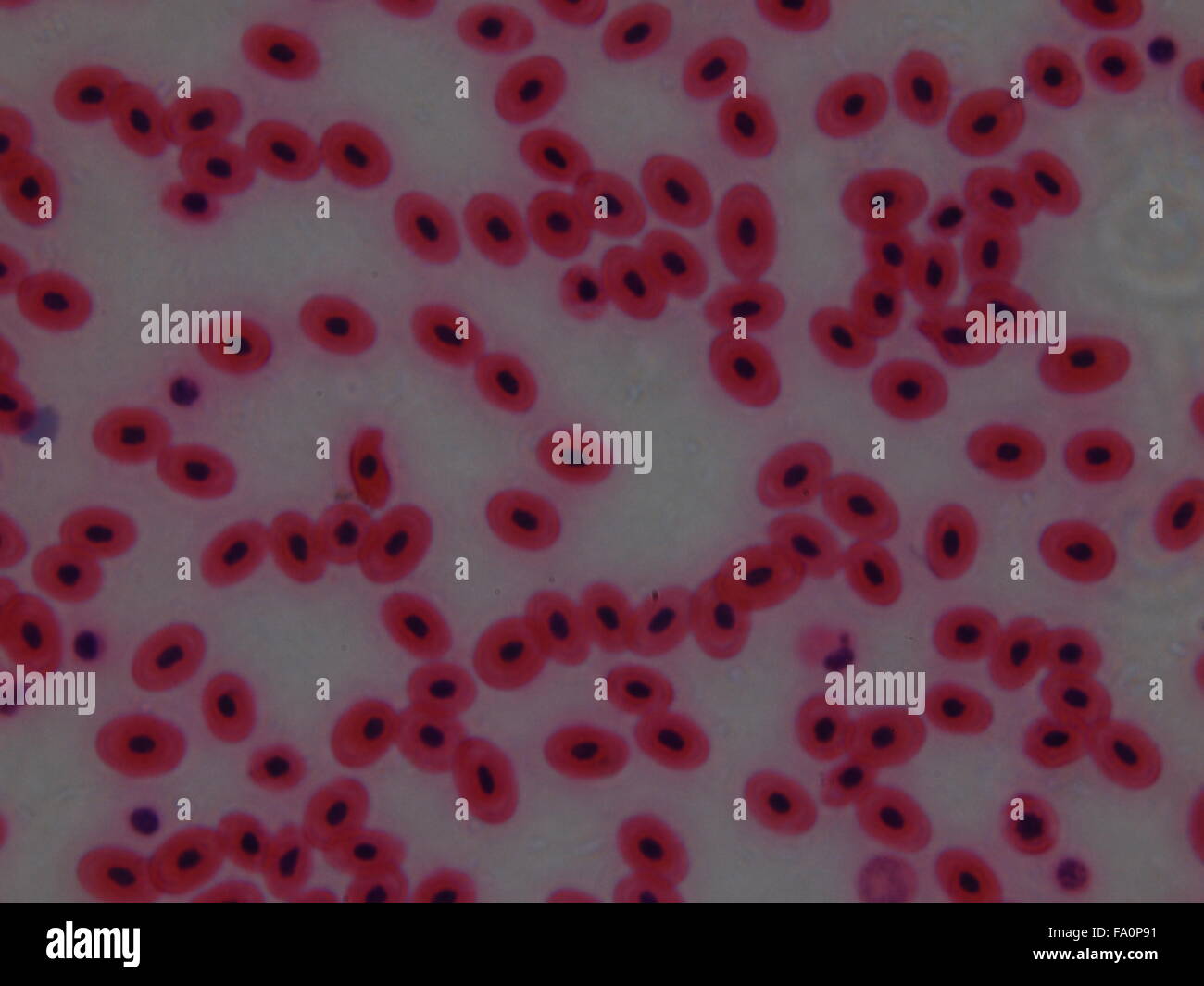 Biological sample cells and bacteria, plant, microb under microscopy ...
