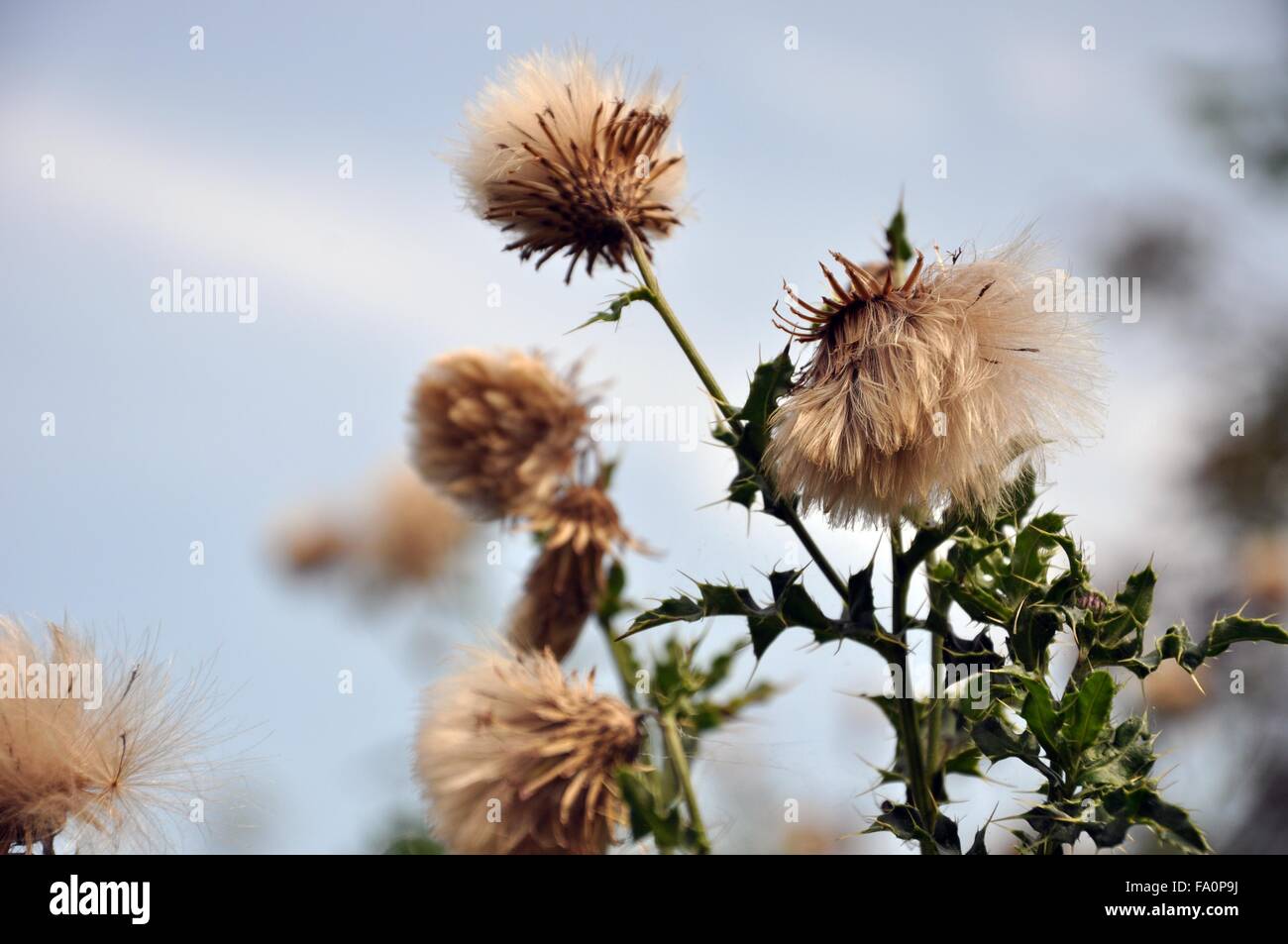 Sting Thistle High Resolution Stock Photography and Images - Alamy