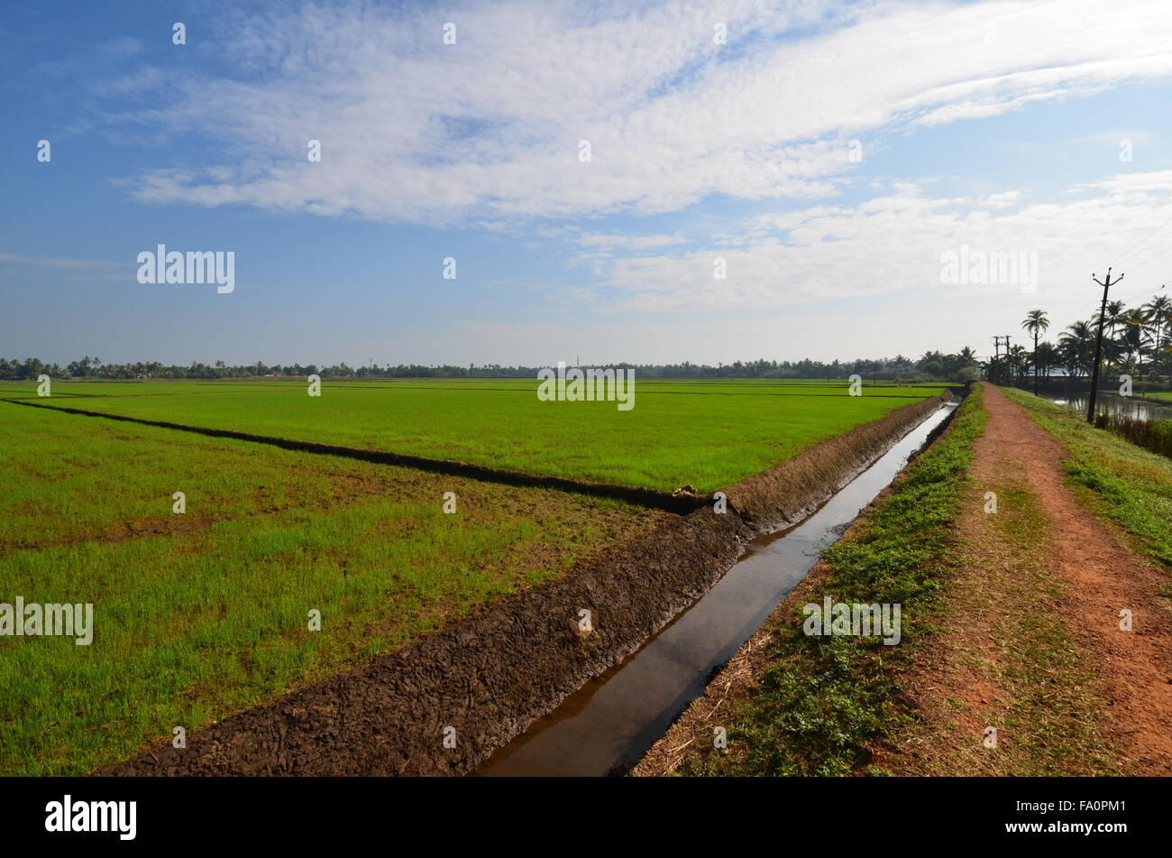 Kerala state rice paddy hi-res stock photography and images - Alamy