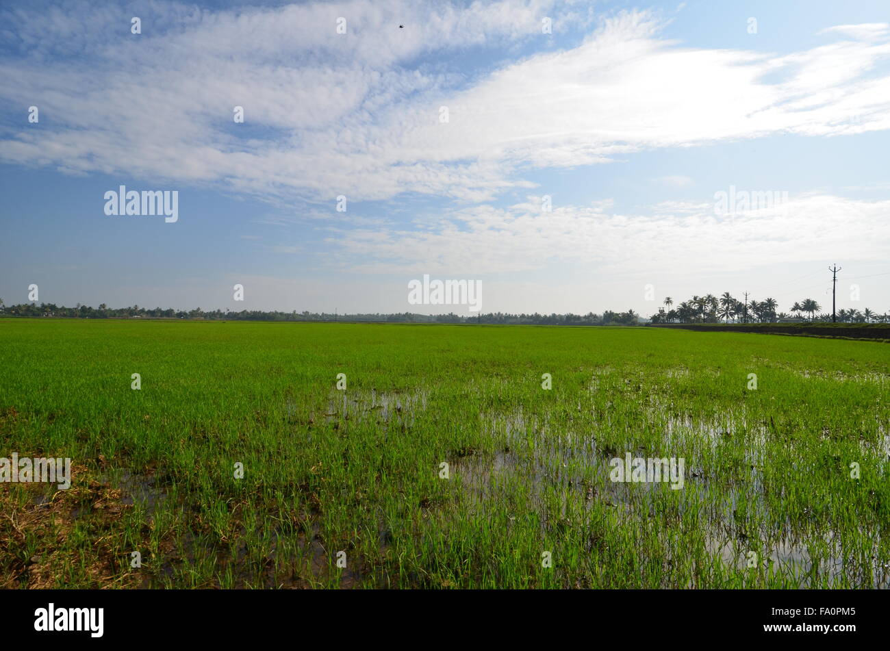 Paddy fields kerala india hi-res stock photography and images - Alamy