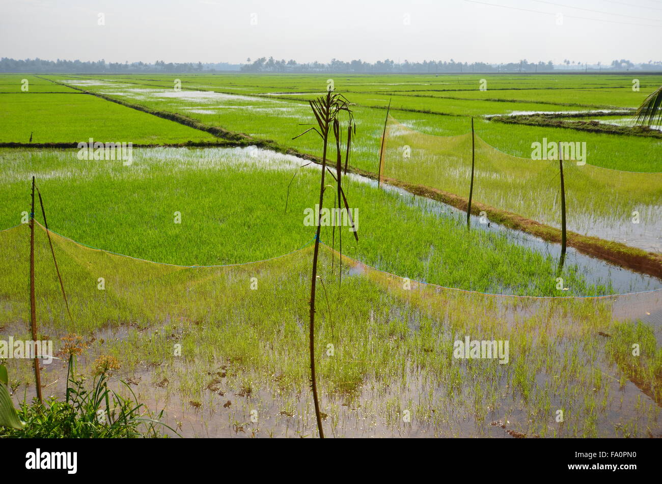 Alleppey, is the administrative headquarters of Alappuzha District of ...