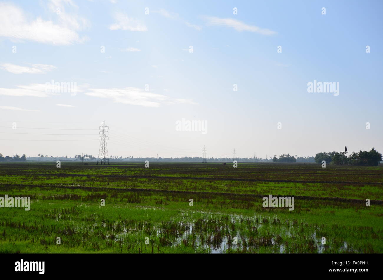Kerala river and paddy field hi-res stock photography and images - Alamy
