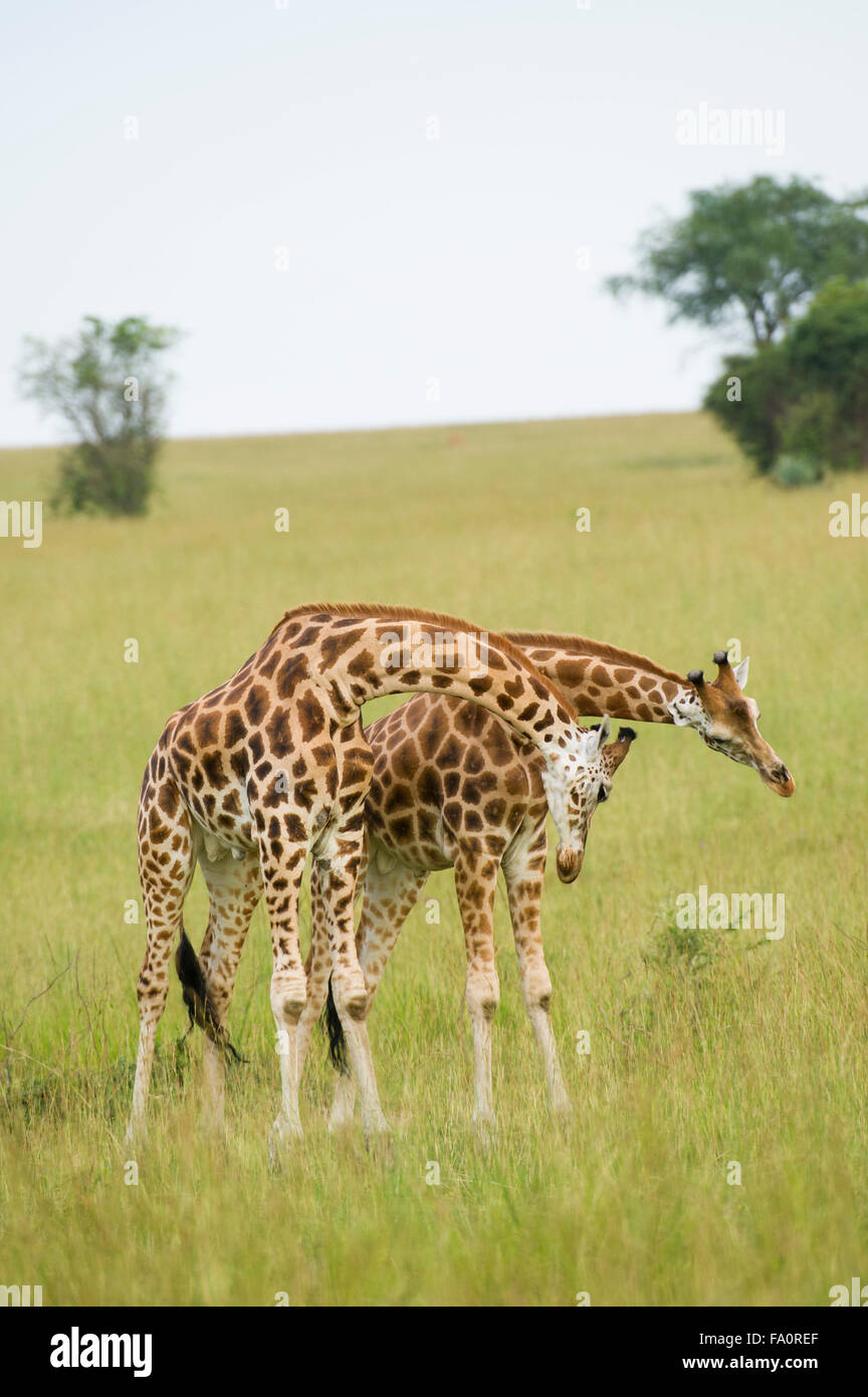Giraffa camelopardus hi-res stock photography and images - Alamy