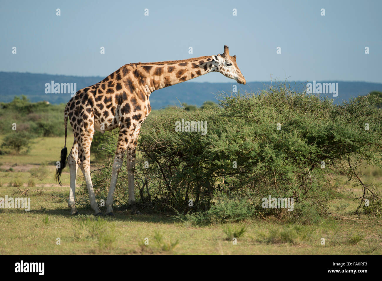 Rothschild's giraffe (Giraffa camelopardus rothschildi), Murchison ...