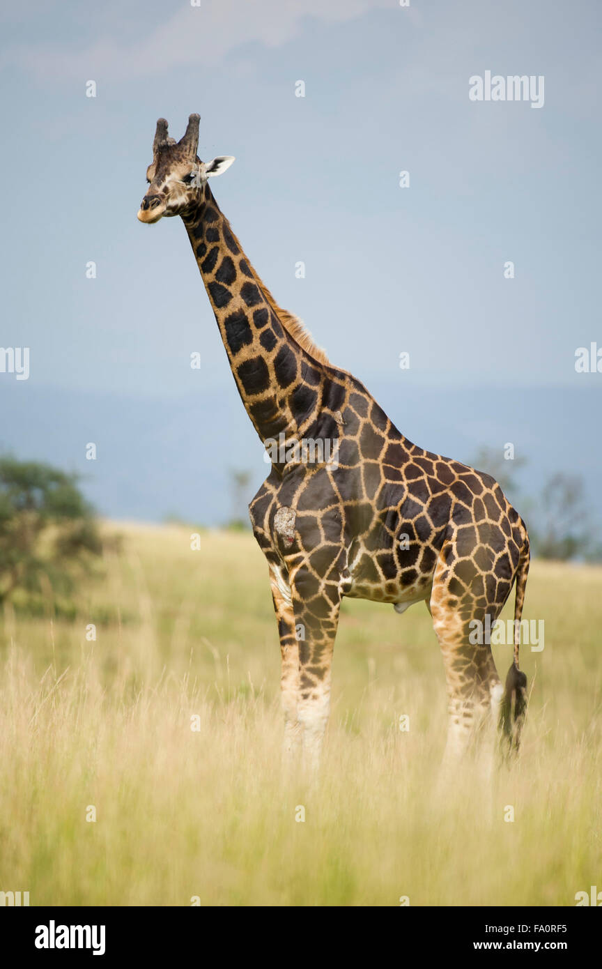 Rothschild's giraffe (Giraffa camelopardus rothschildi), Murchison ...
