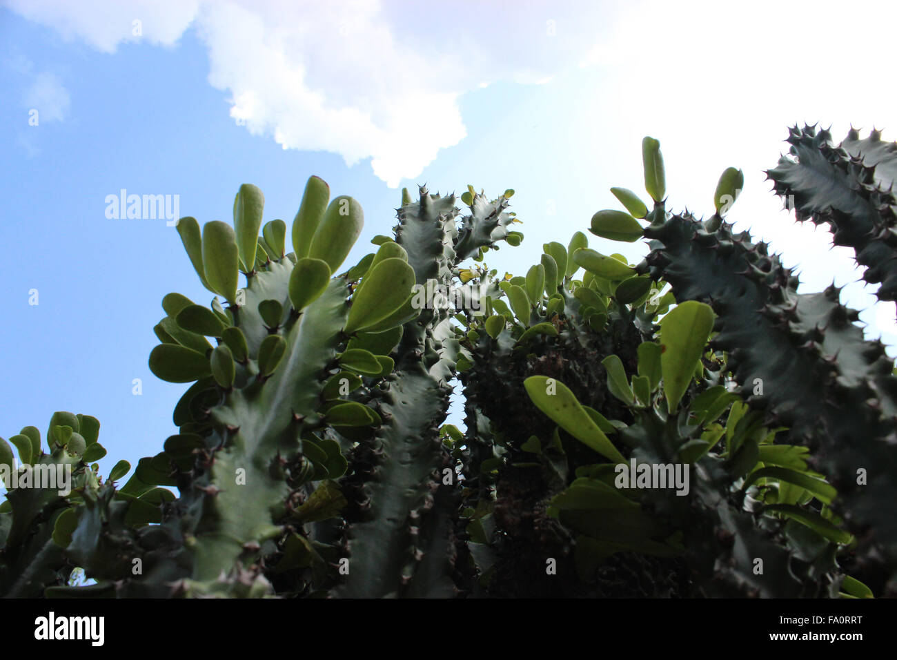 A cactus tree in Uganda Stock Photo - Alamy