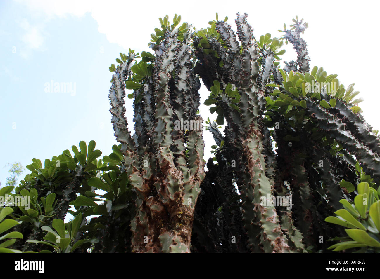 A cactus plant in Uganda Stock Photo - Alamy