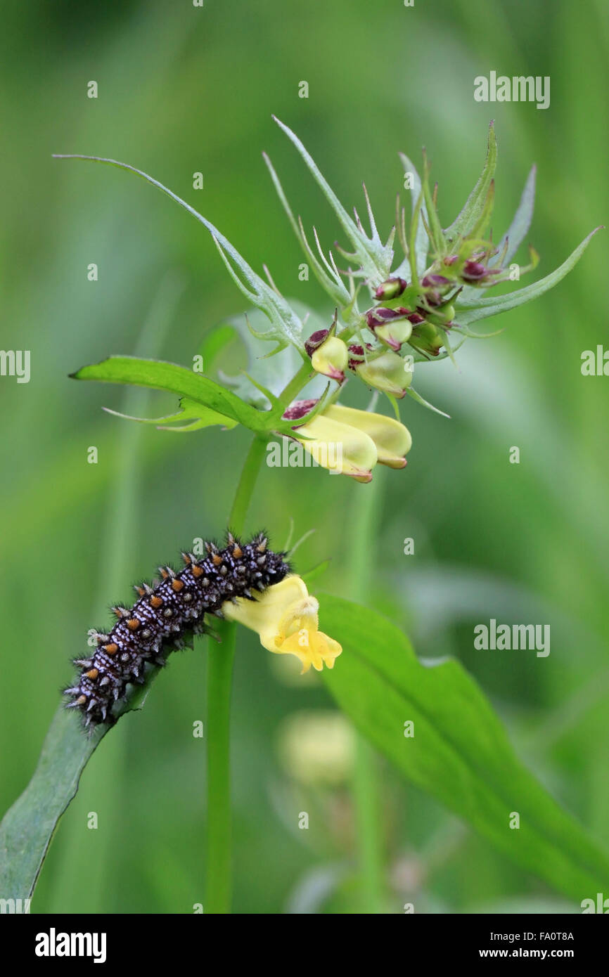 Heath Fritillary butterfly Larva caterpillar Mellicta uthalia in the ...