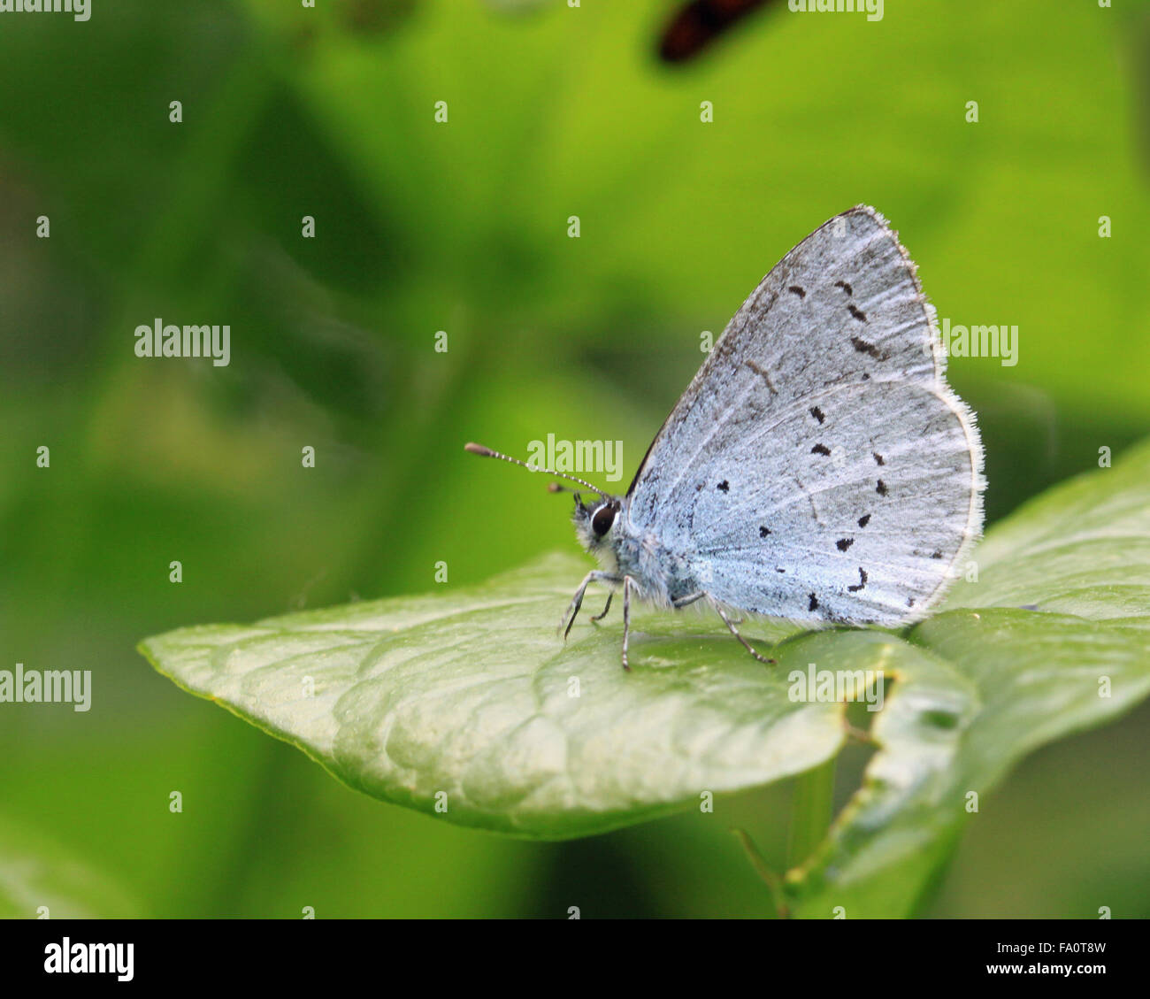 Holly blue butterfly hi-res stock photography and images - Alamy