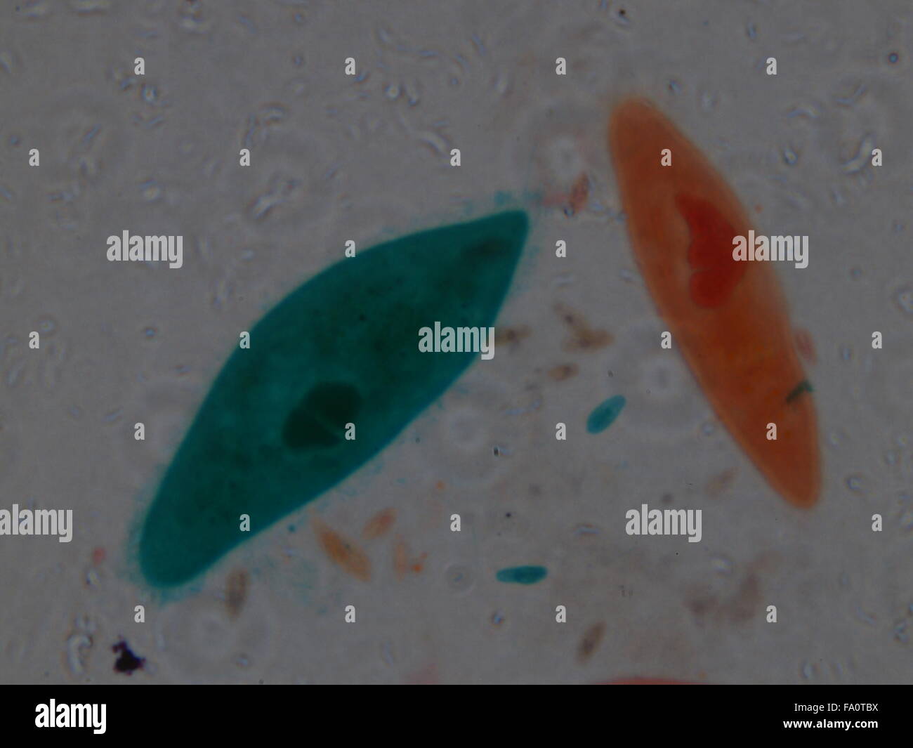Biological sample cells and bacteria, plant, microb under microscopy ...