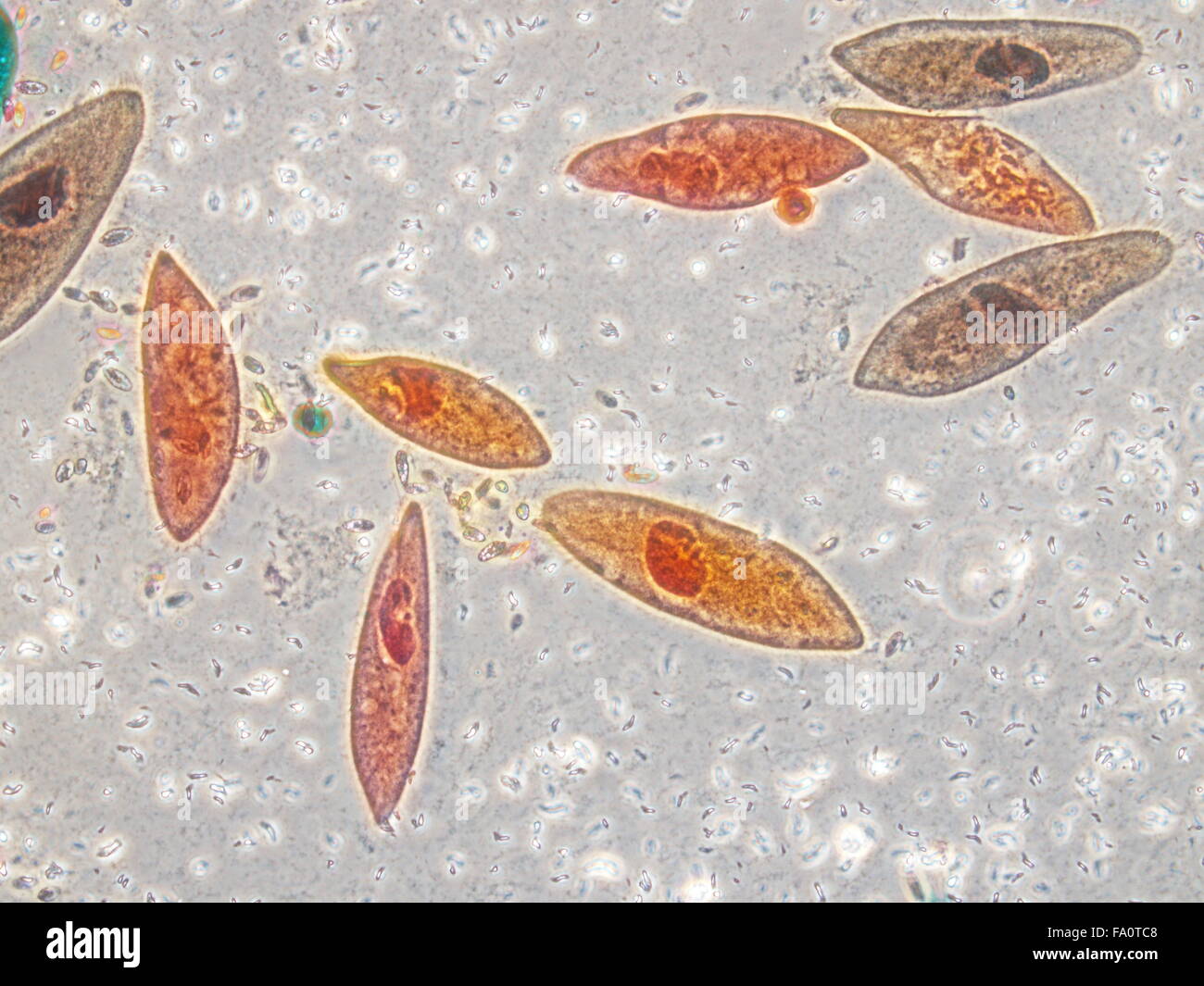 Biological sample cells and bacteria, plant, microb under microscopy ...