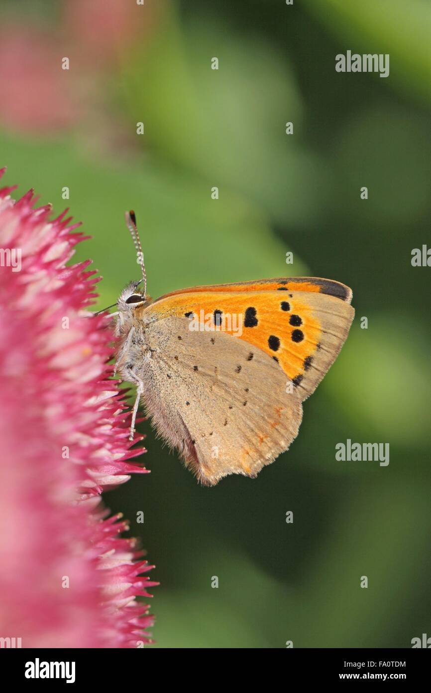 Underside of Small Copper Butterfly Lycaena phlaeas on Sedum spectabile ...