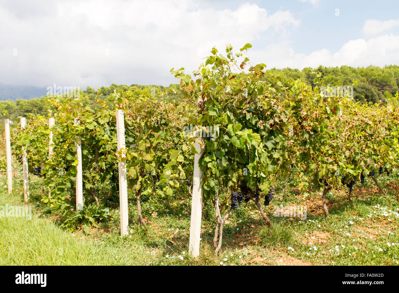 Closeup detail of the vineyard Stock Photo - Alamy