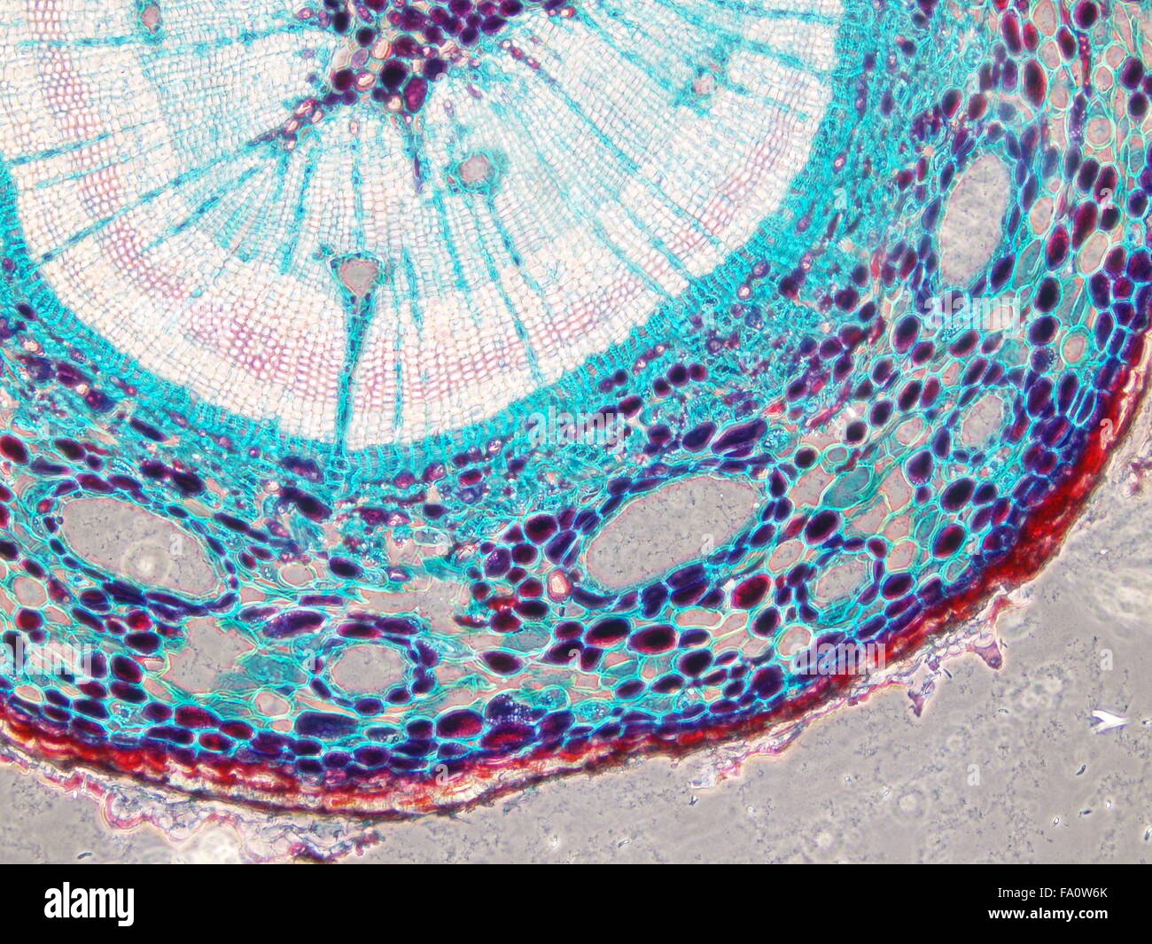 Biological sample cells and bacteria, plant, microb under microscopy ...