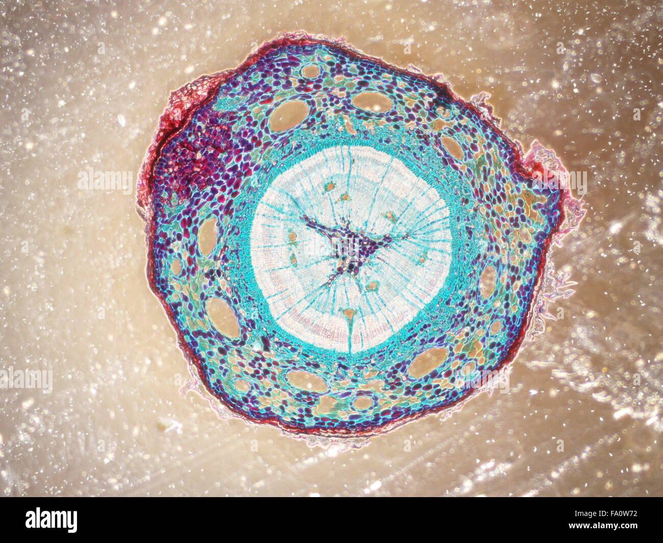 Biological sample cells and bacteria, plant, microb under microscopy ...
