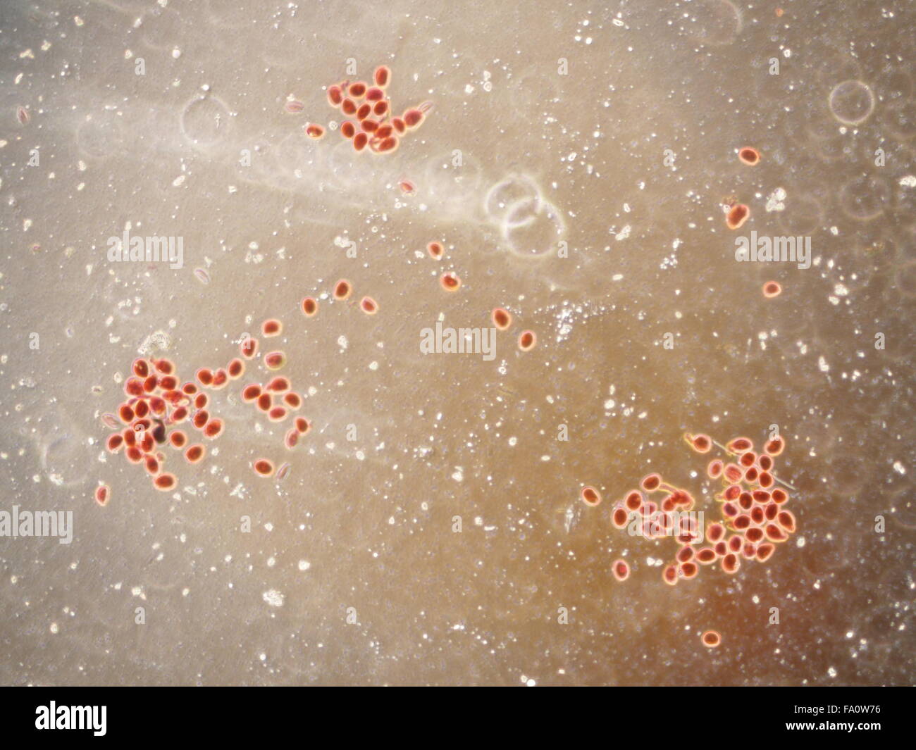 Biological sample cells and bacteria, plant, microb under microscopy ...