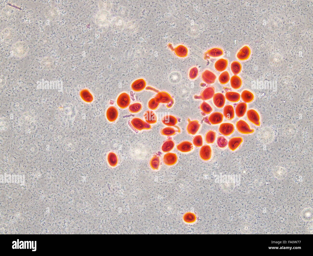 Biological sample cells and bacteria, plant, microb under microscopy ...