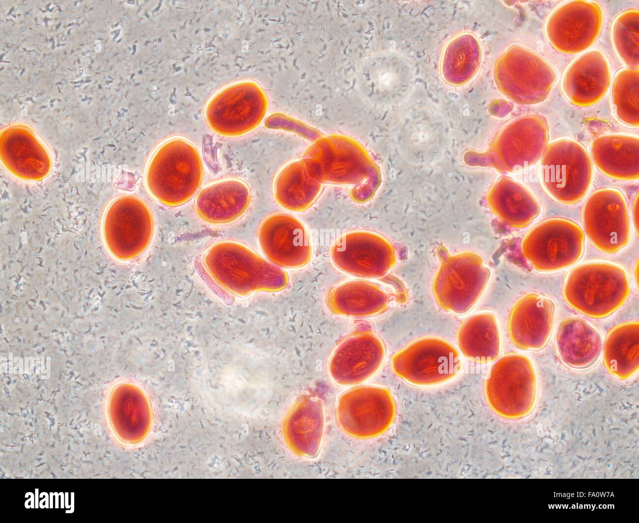 Biological sample cells and bacteria, plant, microb under microscopy ...