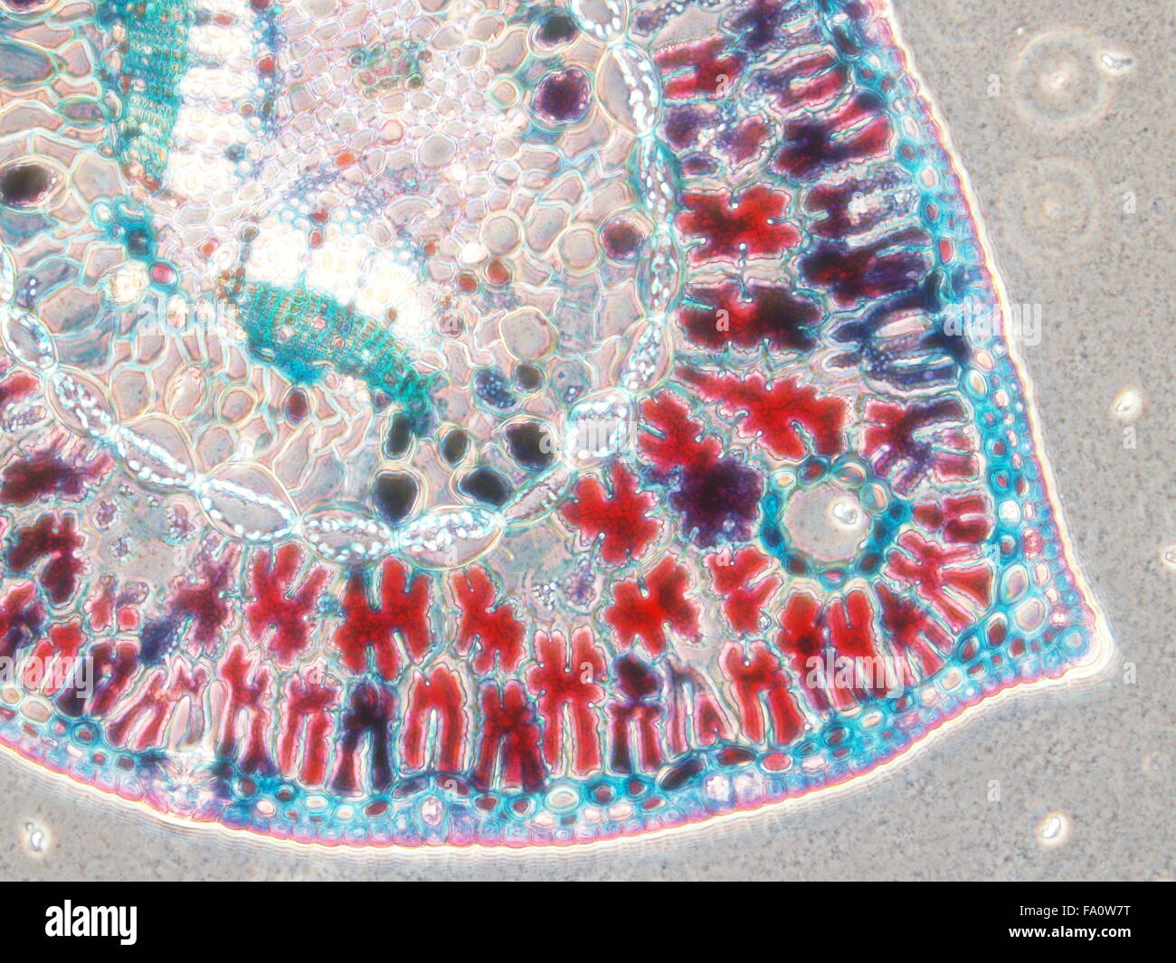 Biological sample cells and bacteria, plant, microb under microscopy ...