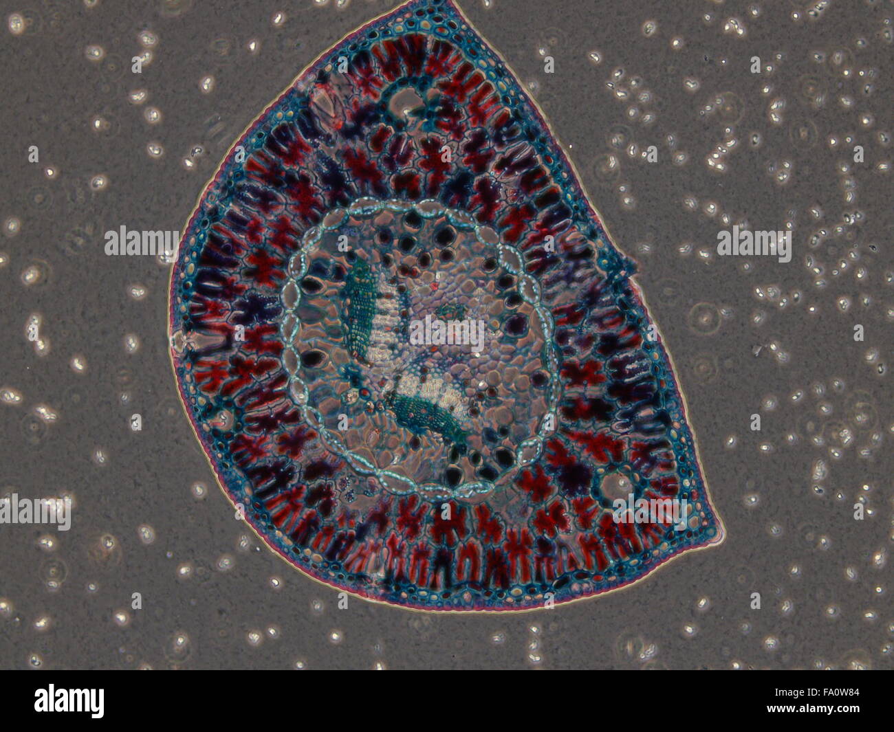 Biological sample cells and bacteria, plant, microb under microscopy ...