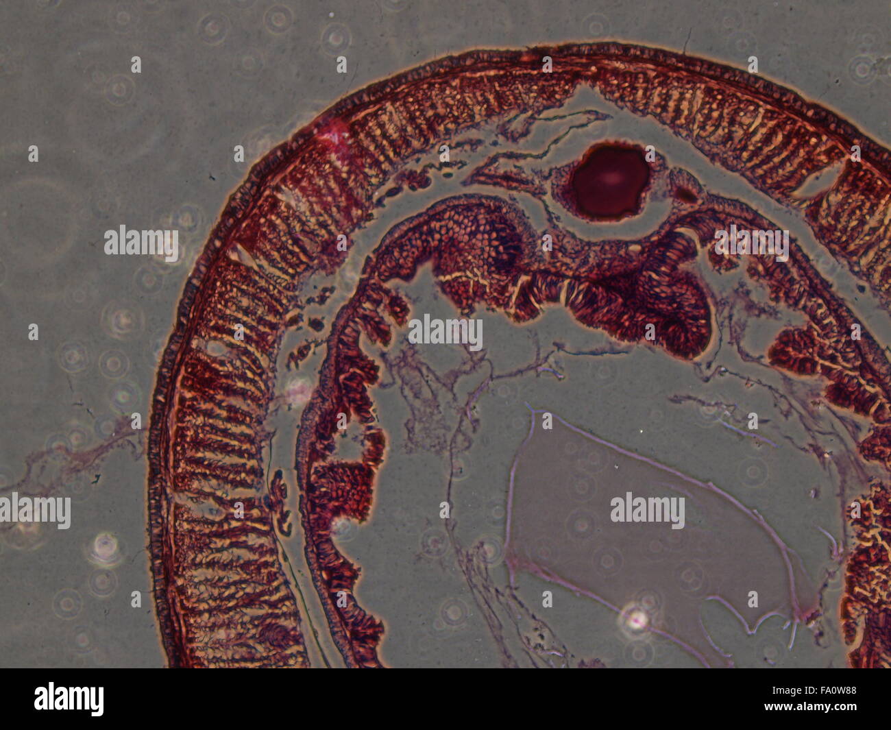 Biological sample cells and bacteria, plant, microb under microscopy ...