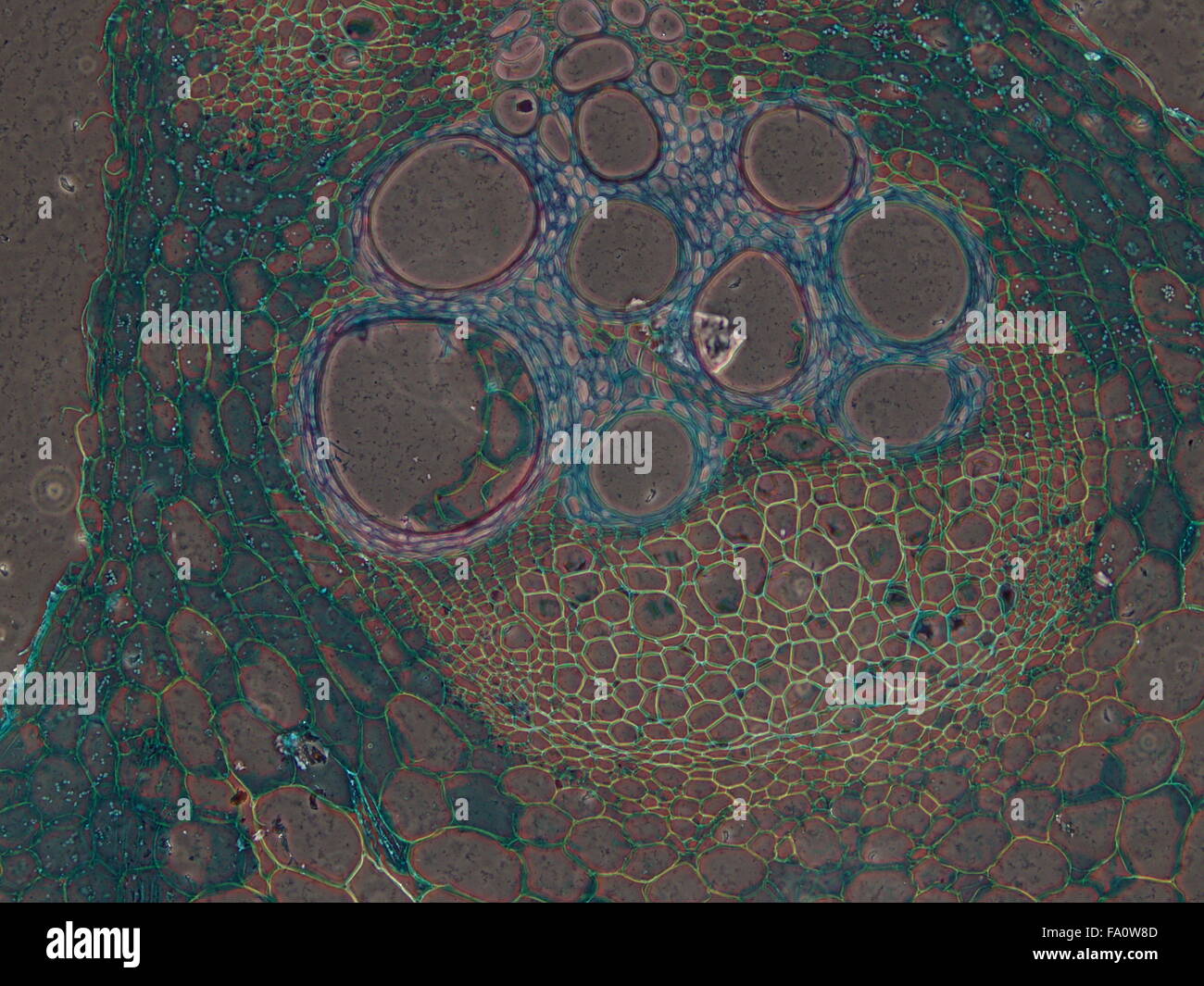 Biological sample cells and bacteria, plant, microb under microscopy ...
