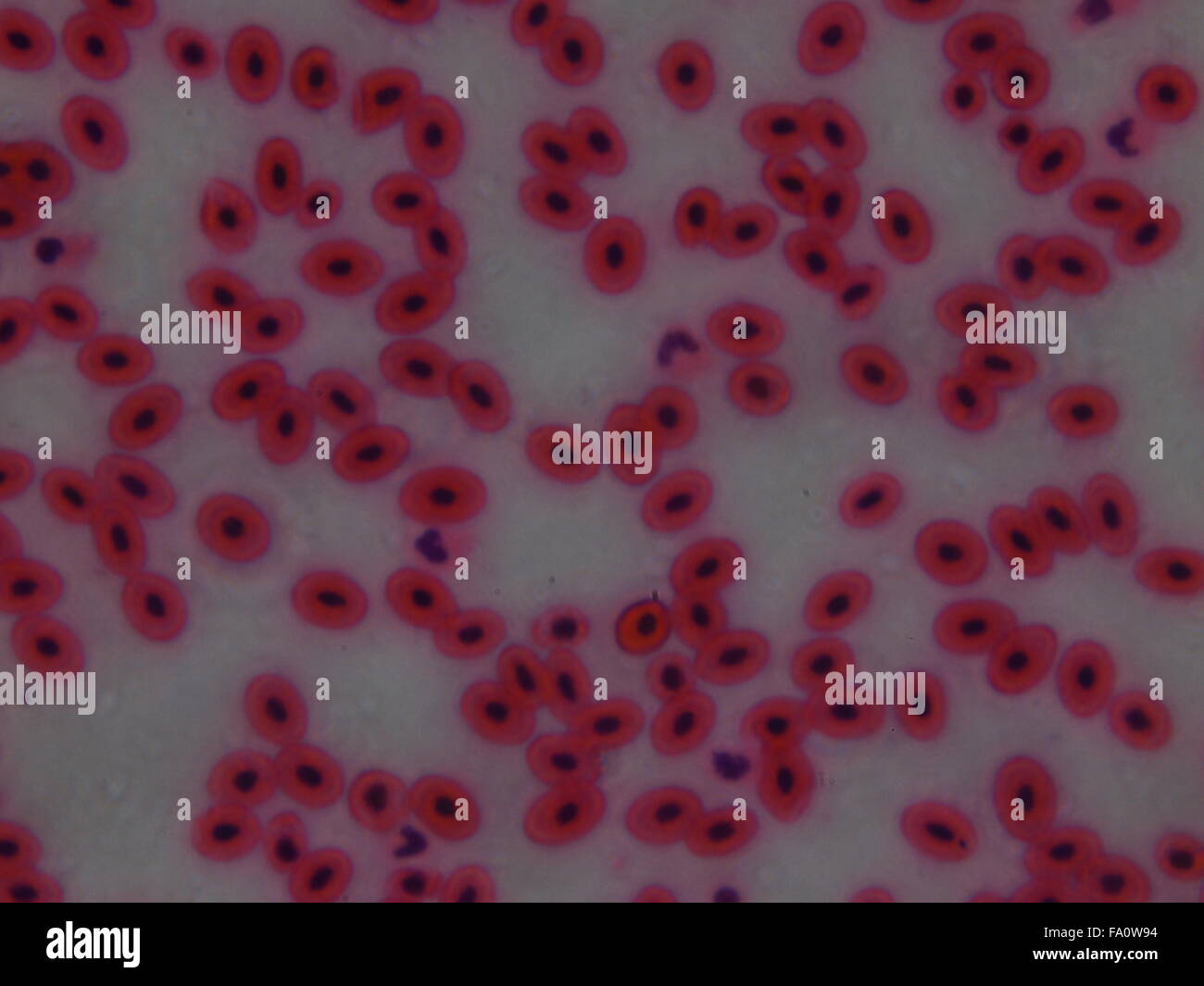 Biological sample cells and bacteria, plant, microb under microscopy ...