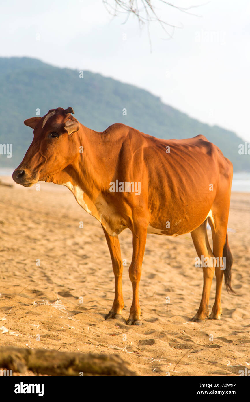 Cow at Agonda beach in Goa, India Stock Photo - Alamy