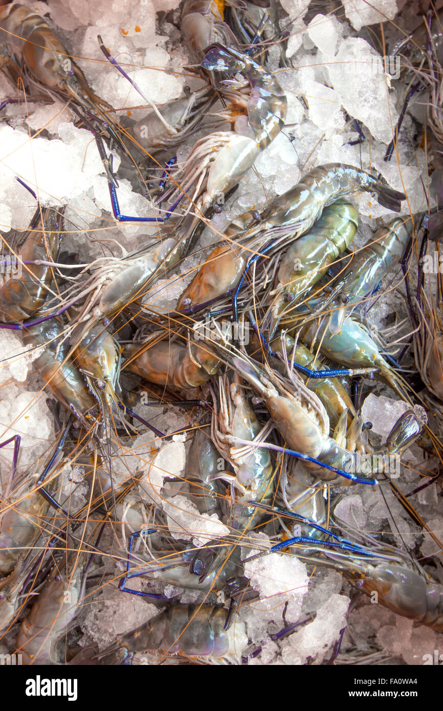 Blue legged Prawns from market in Kerala, India Stock Photo - Alamy