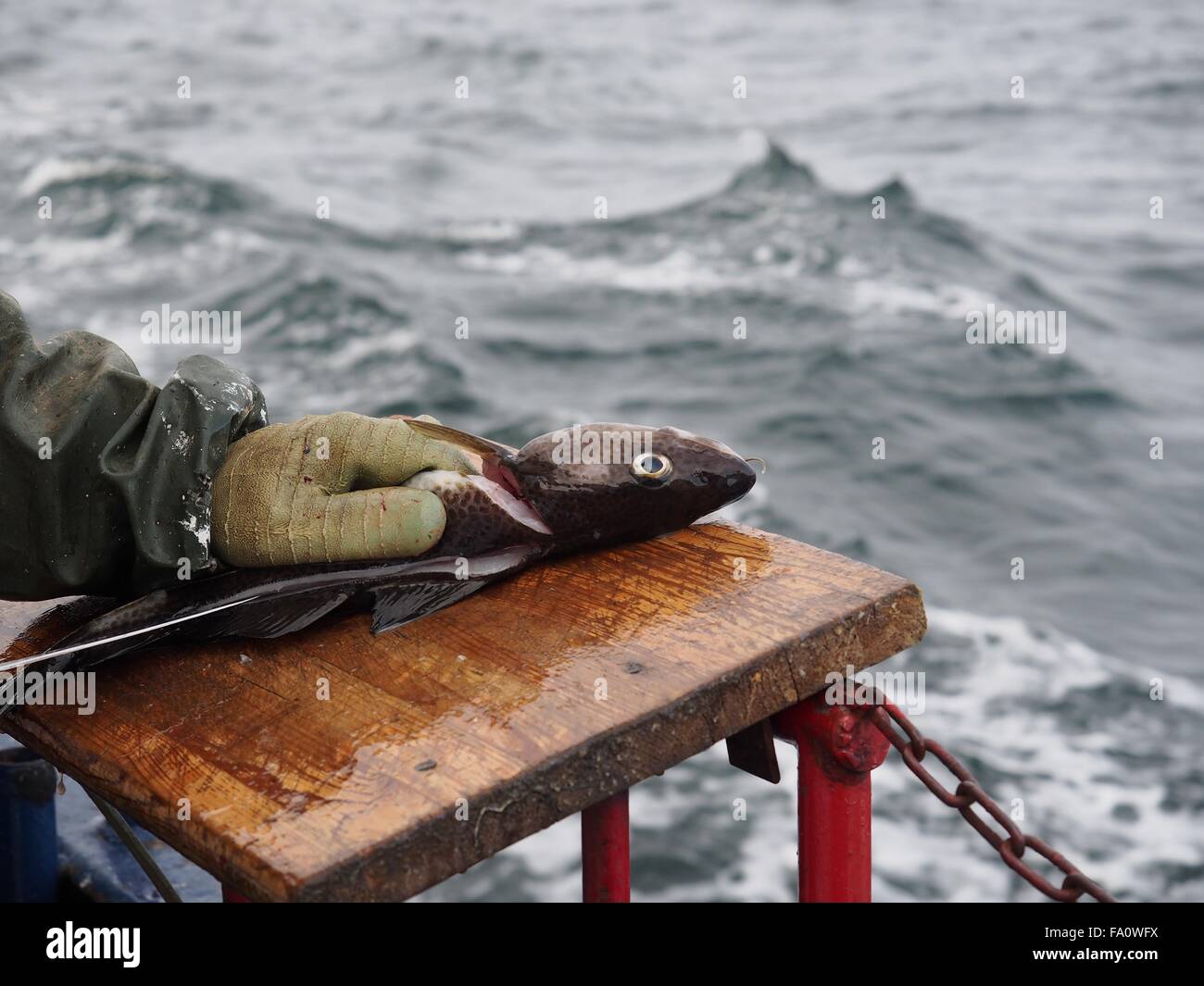 worker's hands cutting fish on sea background Stock Photo - Alamy