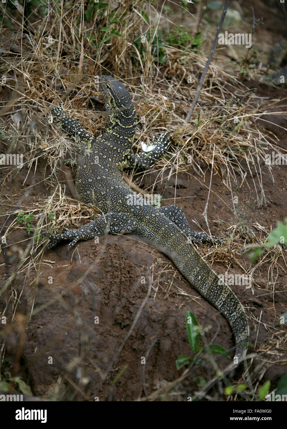 Monitor Lizard Climbing a riverbank Botswana Stock Photo - Alamy