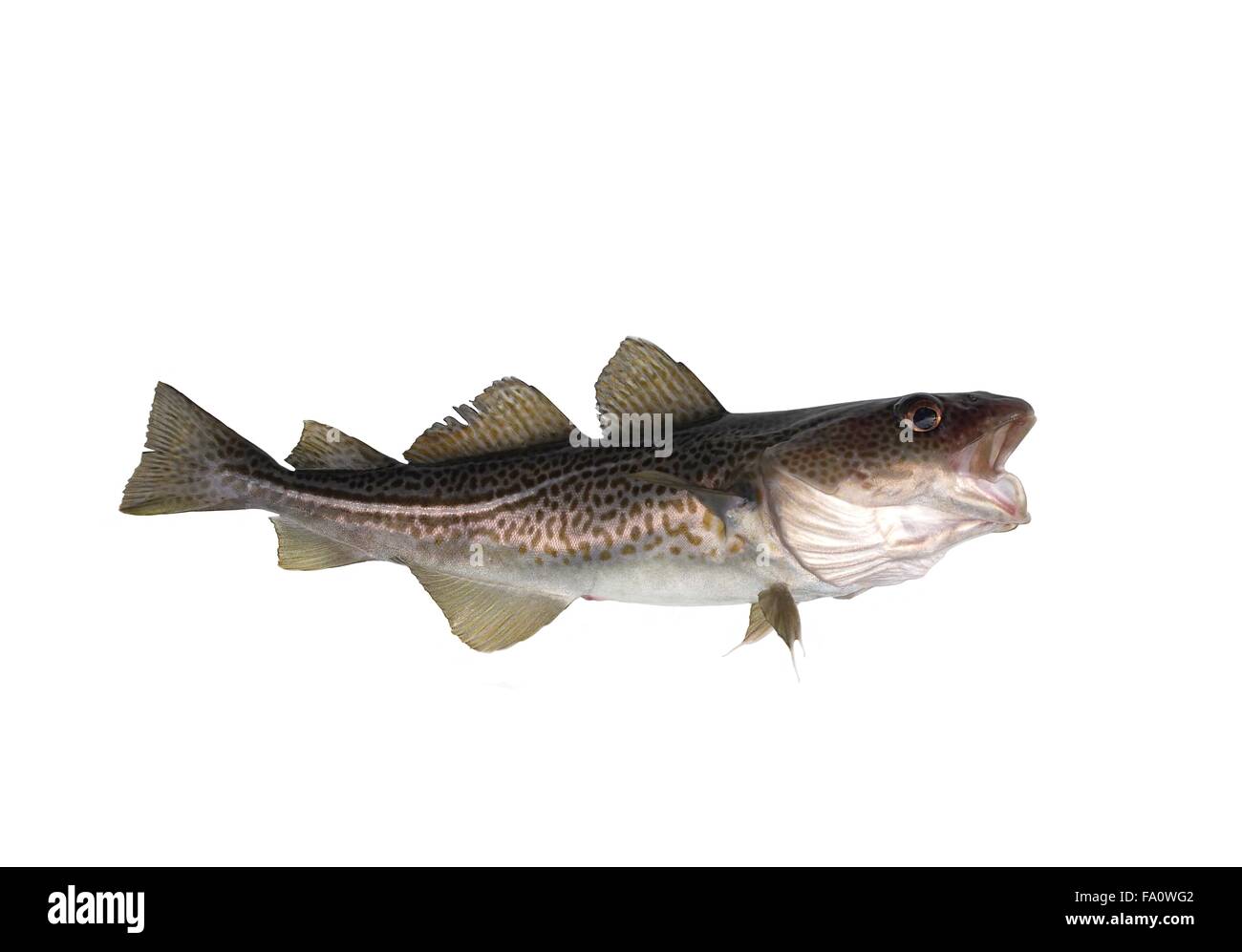 big cod fish on a white background Stock Photo - Alamy