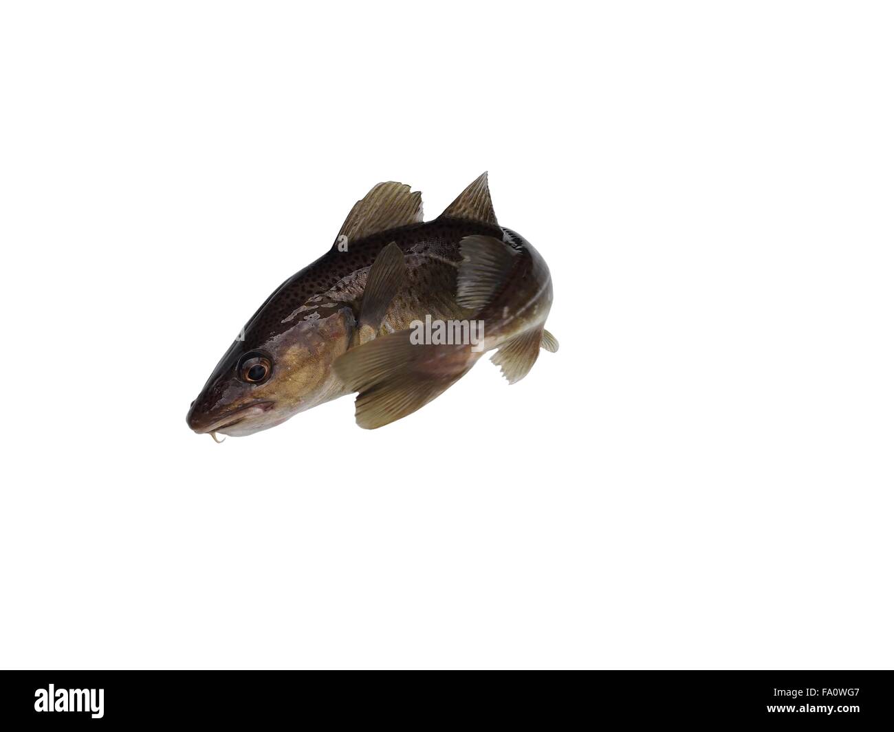 Baltic sea cod fishing Cut Out Stock Images & Pictures - Alamy