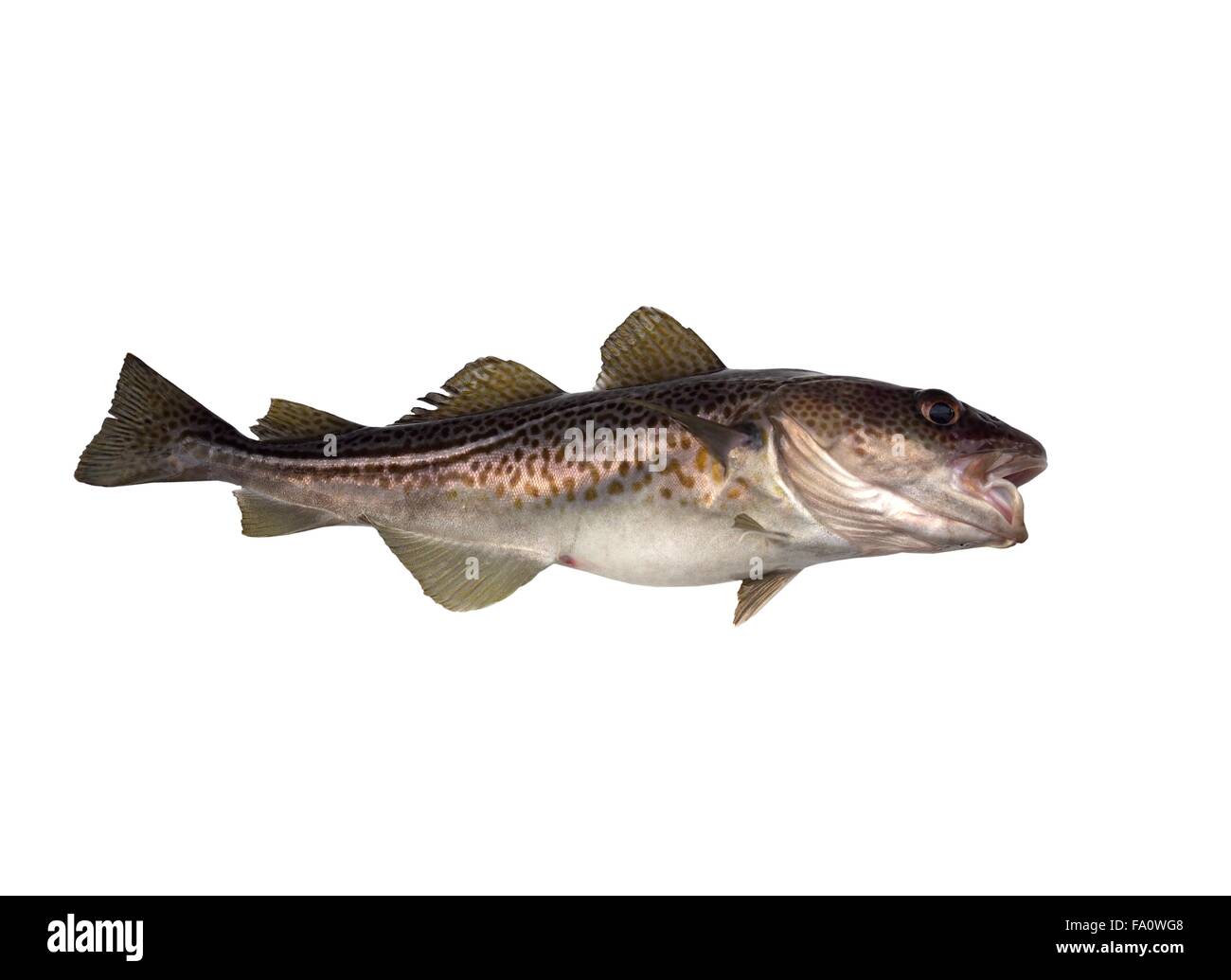 Baltic sea cod fishing Cut Out Stock Images & Pictures - Alamy