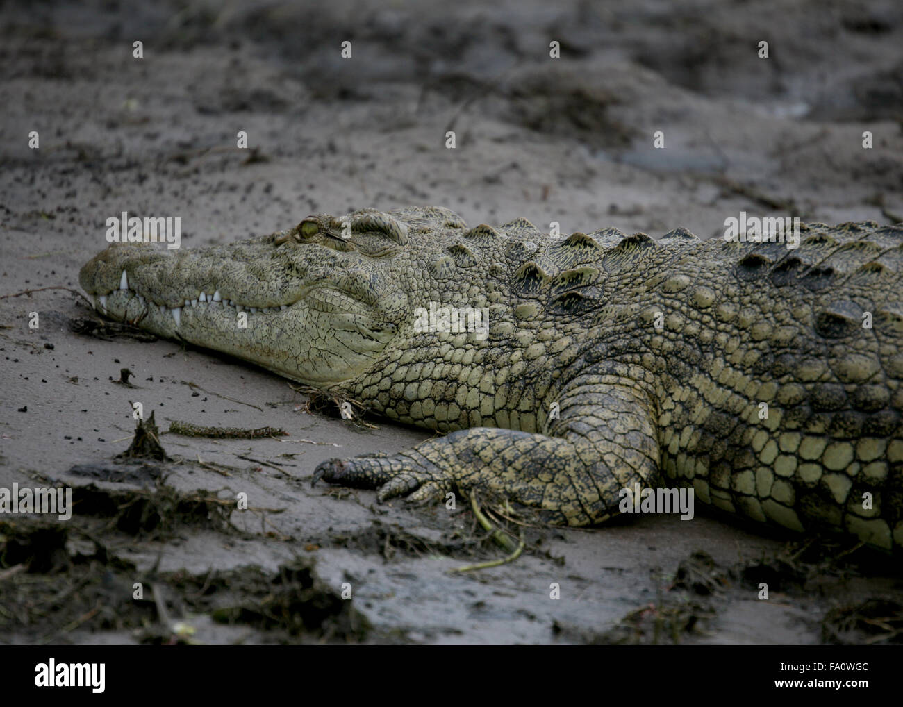 Crocodile view hi-res stock photography and images - Alamy