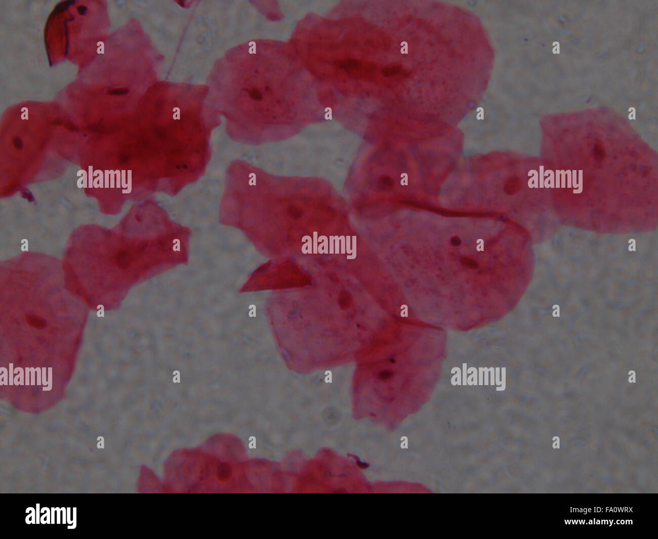 Biological sample cells and bacteria, plant, microb under microscopy ...