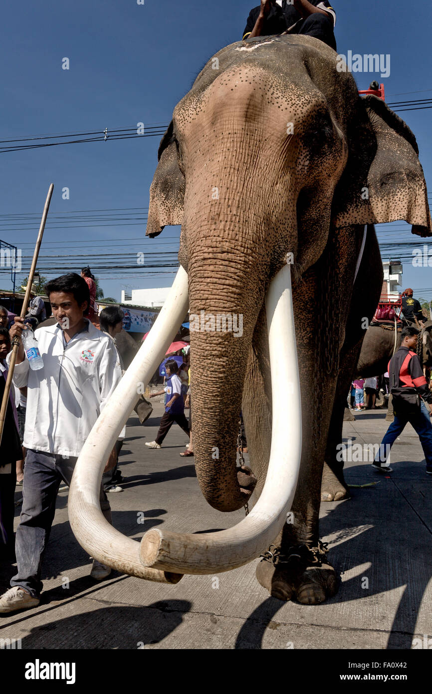 Thai bull elephant and enormous tusks. Thailand S. E. Asia Stock Photo ...