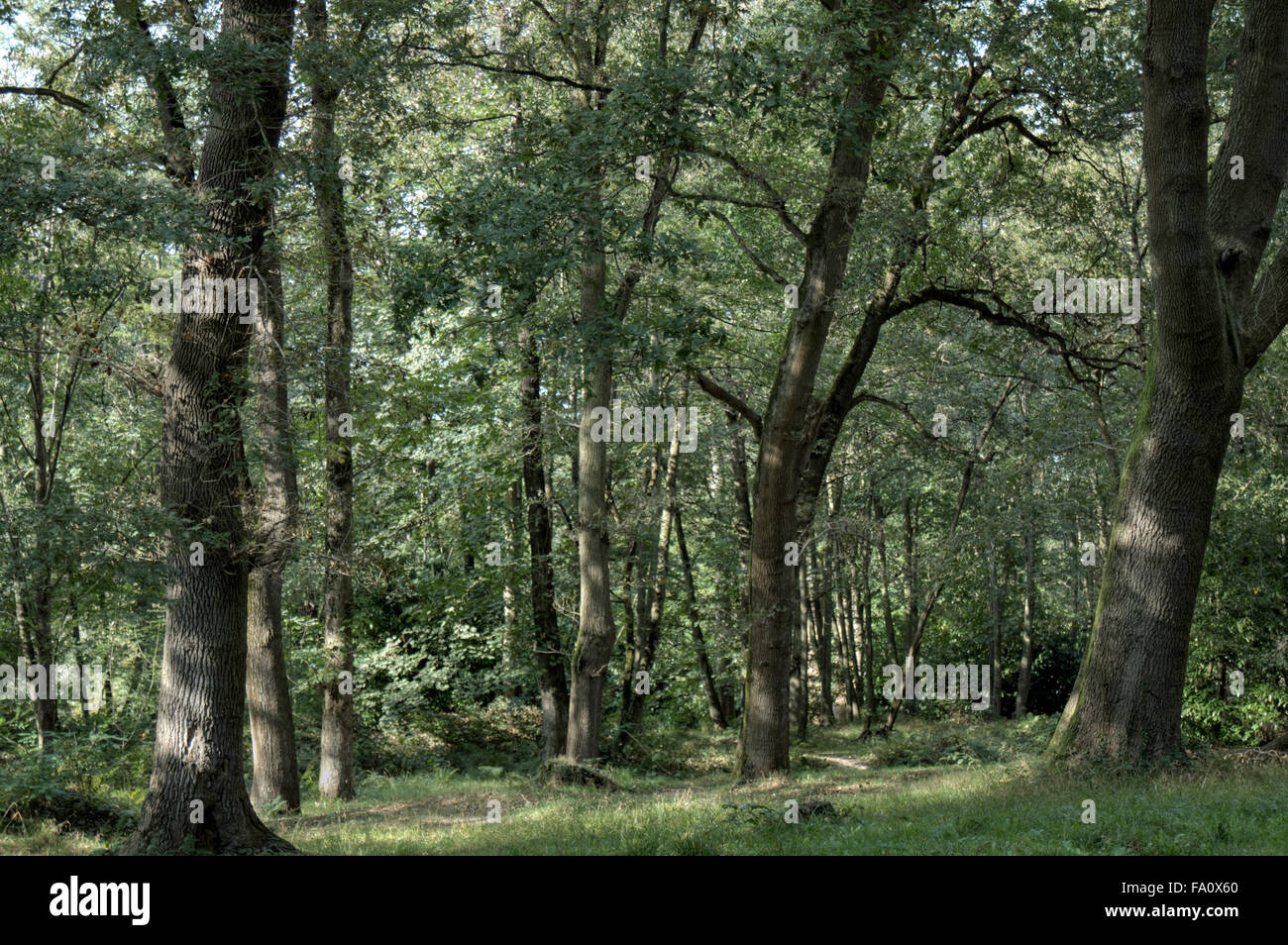a horizontal frontal view of a forest Stock Photo - Alamy