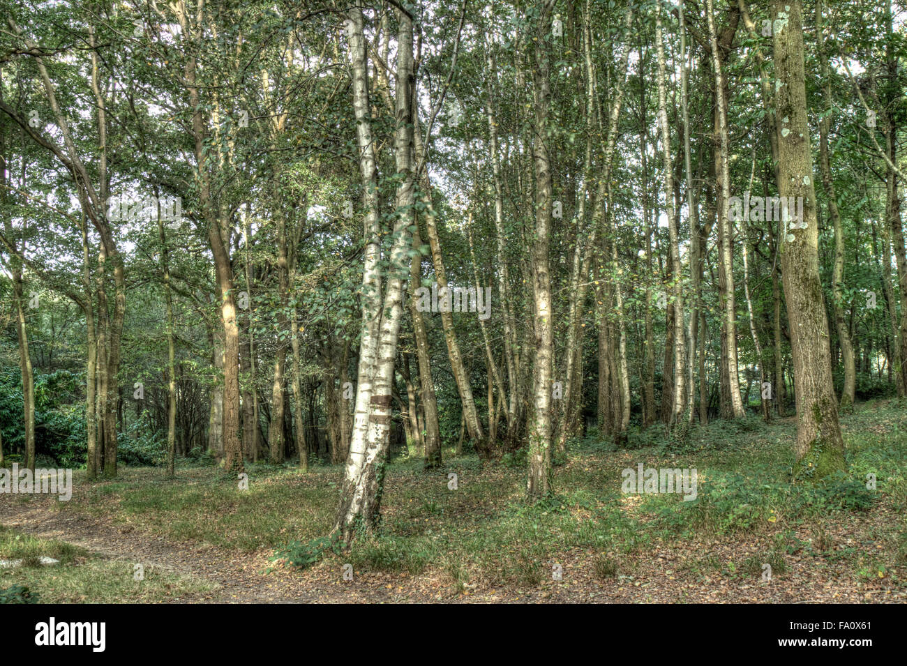a horizontal frontal view of a forest with a path Stock Photo - Alamy