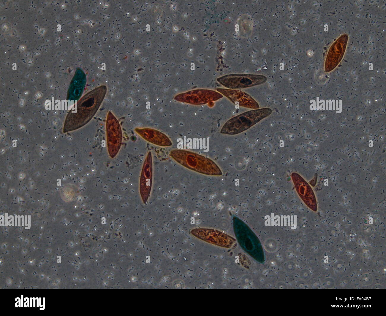 Biological sample cells and bacteria, plant, microb under microscopy ...
