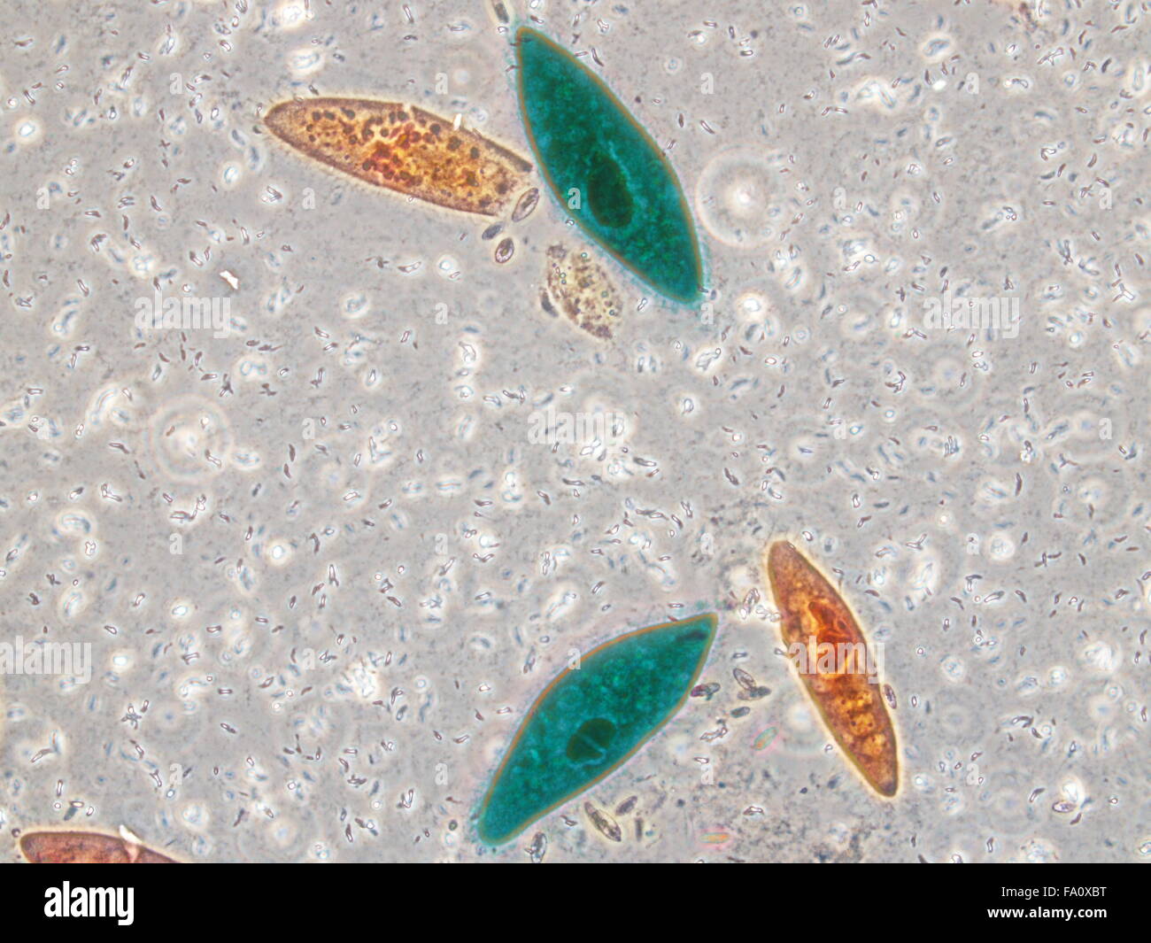 Biological sample cells and bacteria, plant, microb under microscopy ...