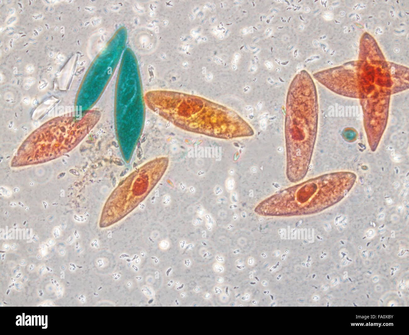 Biological sample cells and bacteria, plant, microb under microscopy ...