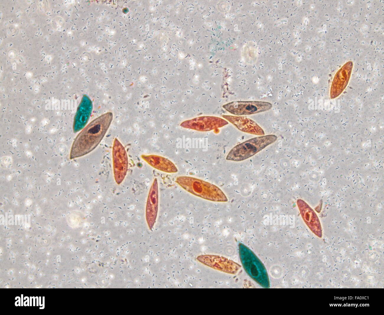 Biological sample cells and bacteria, plant, microb under microscopy ...