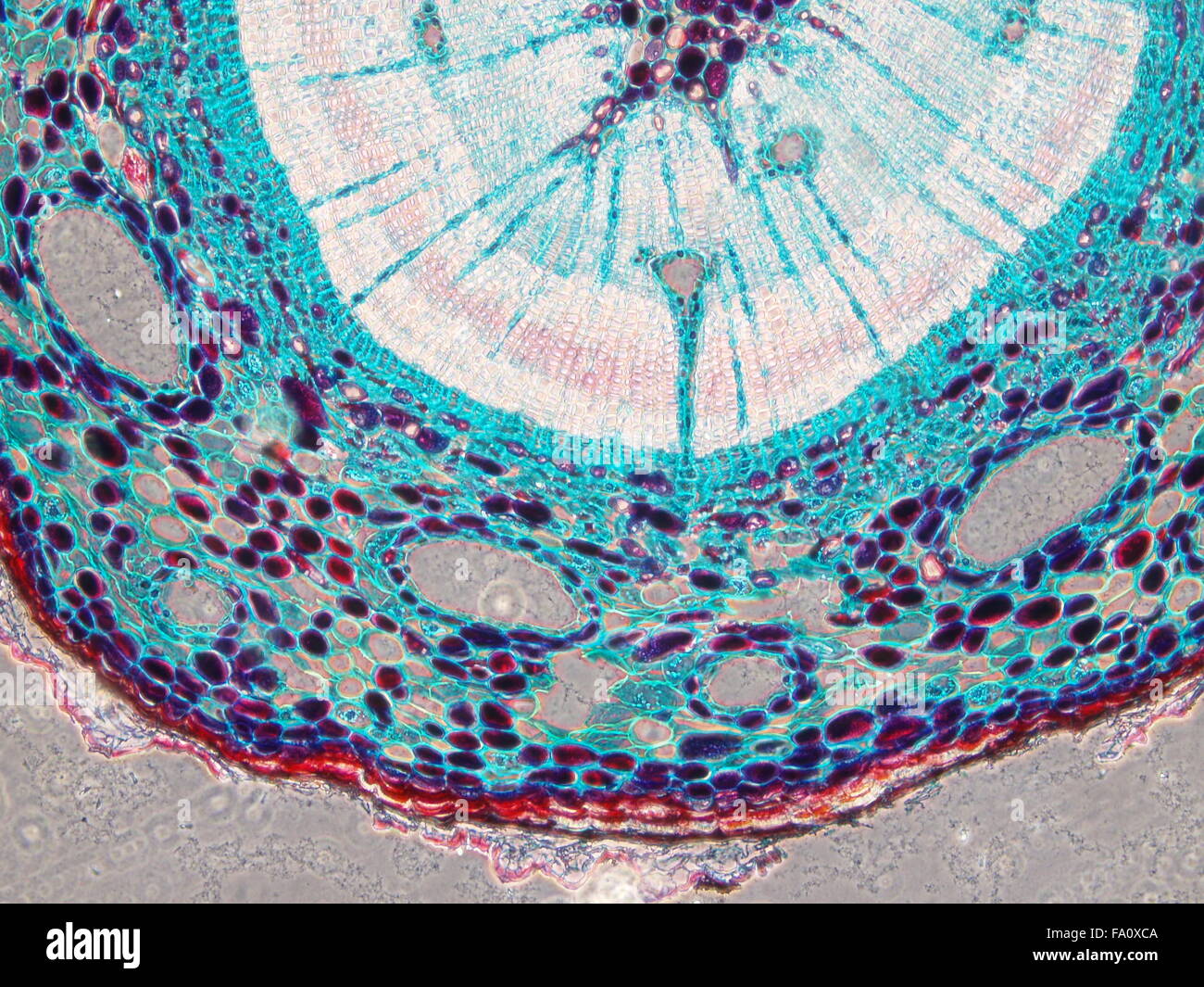Biological sample cells and bacteria, plant, microb under microscopy ...