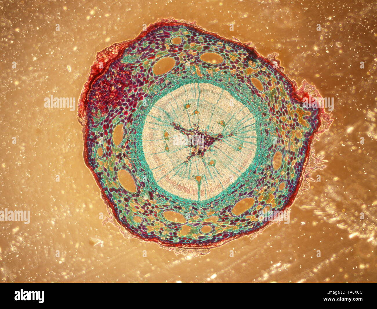 Biological sample cells and bacteria, plant, microb under microscopy ...