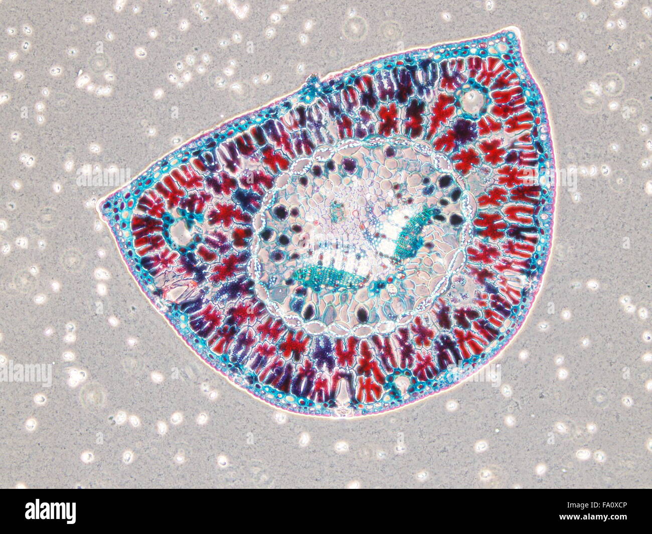 Biological sample cells and bacteria, plant, microb under microscopy ...
