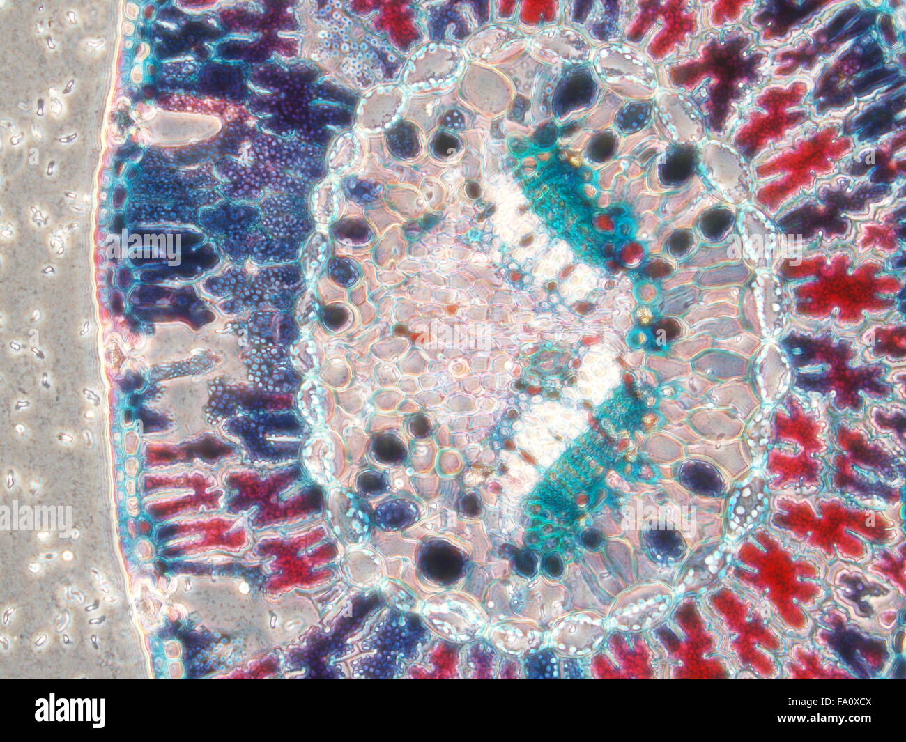 Biological sample cells and bacteria, plant, microb under microscopy ...