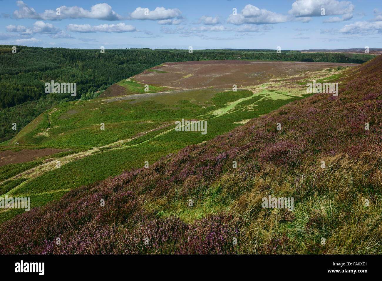 Heather in bloom during autumn showing the North York Moors, pine ...