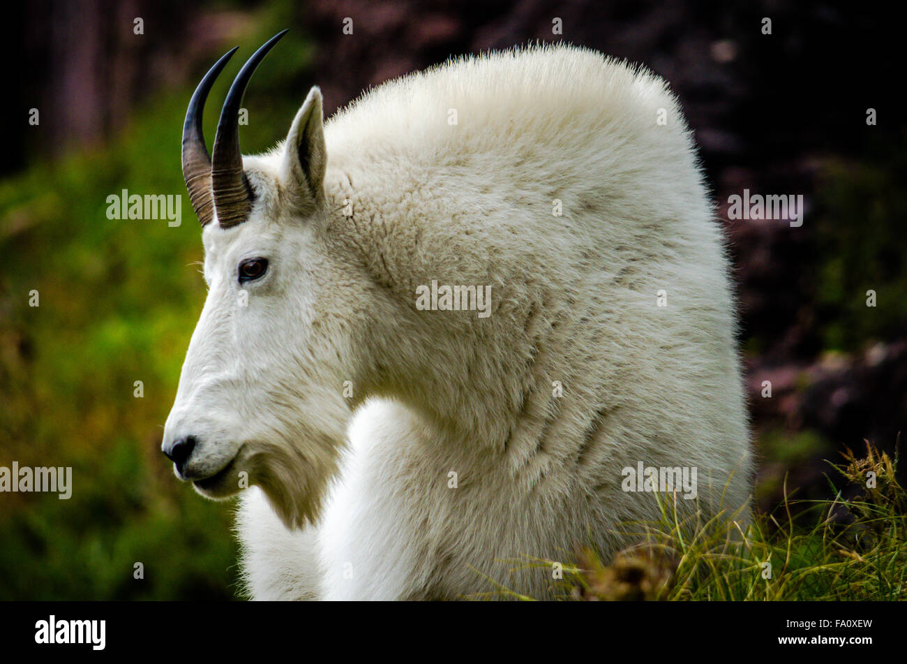 Rocky Mountain Goat Eating