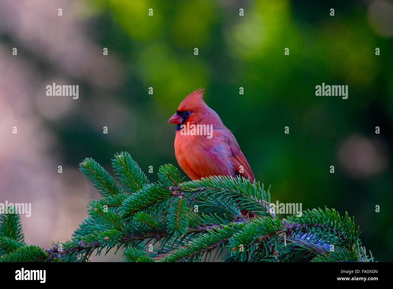 Cardinal, male northern, bird,nature, wildlife Stock Photo - Alamy